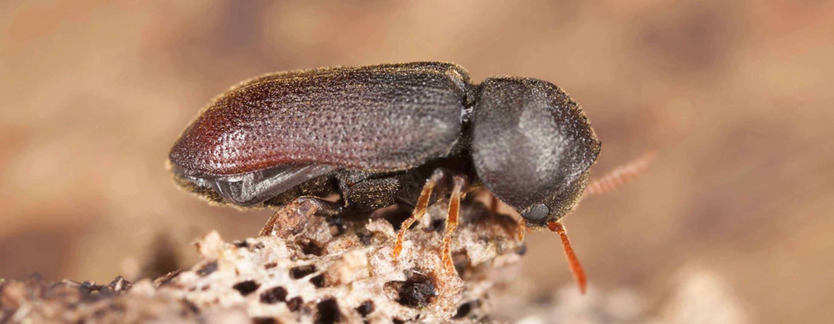 Soorten houtwormen | Houtworm en zwambestrijding Vandermarliere NV