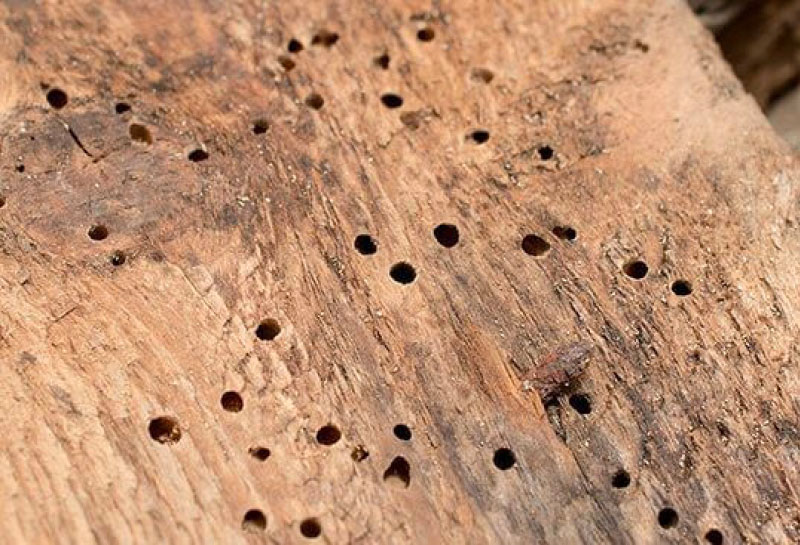 Houtwormen | Houtworm en zwambestrijding Vandermarliere NV