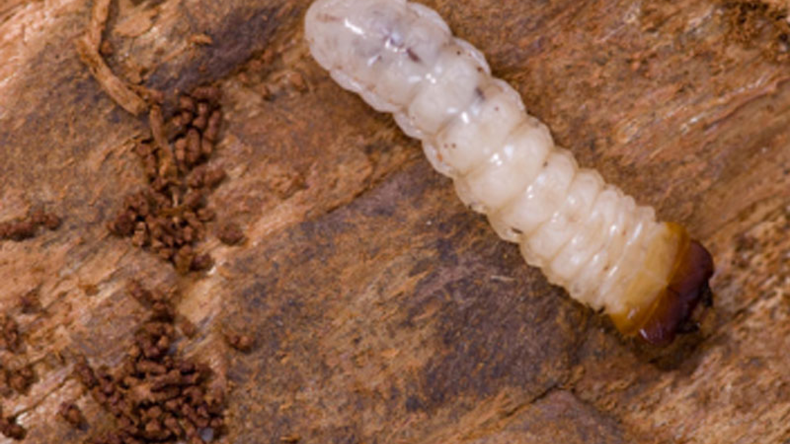 Houtwormen | Houtworm en zwambestrijding Vandermarliere NV