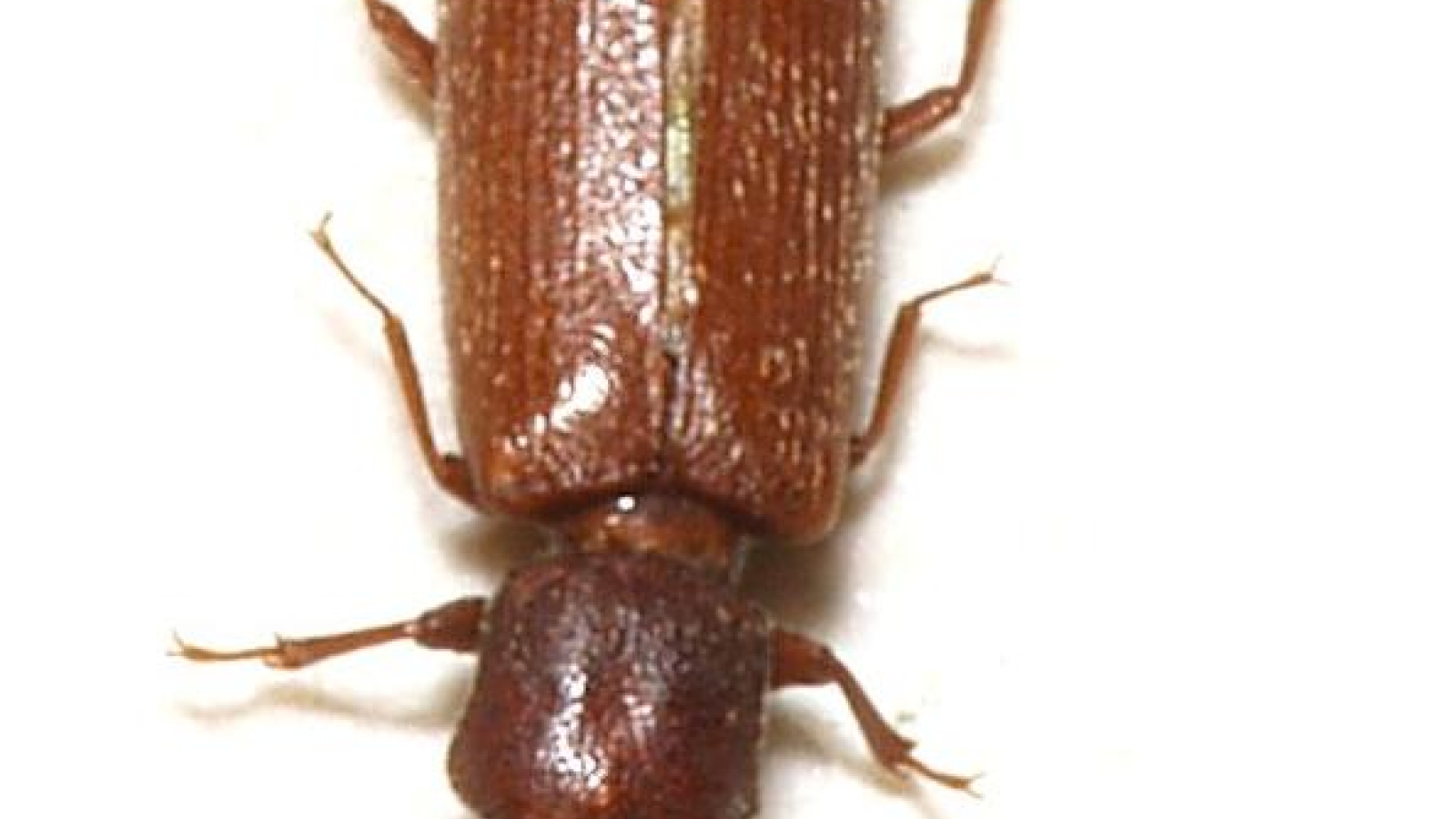 SPINTHOUT KEVER | Houtworm en zwambestrijding Vandermarliere NV